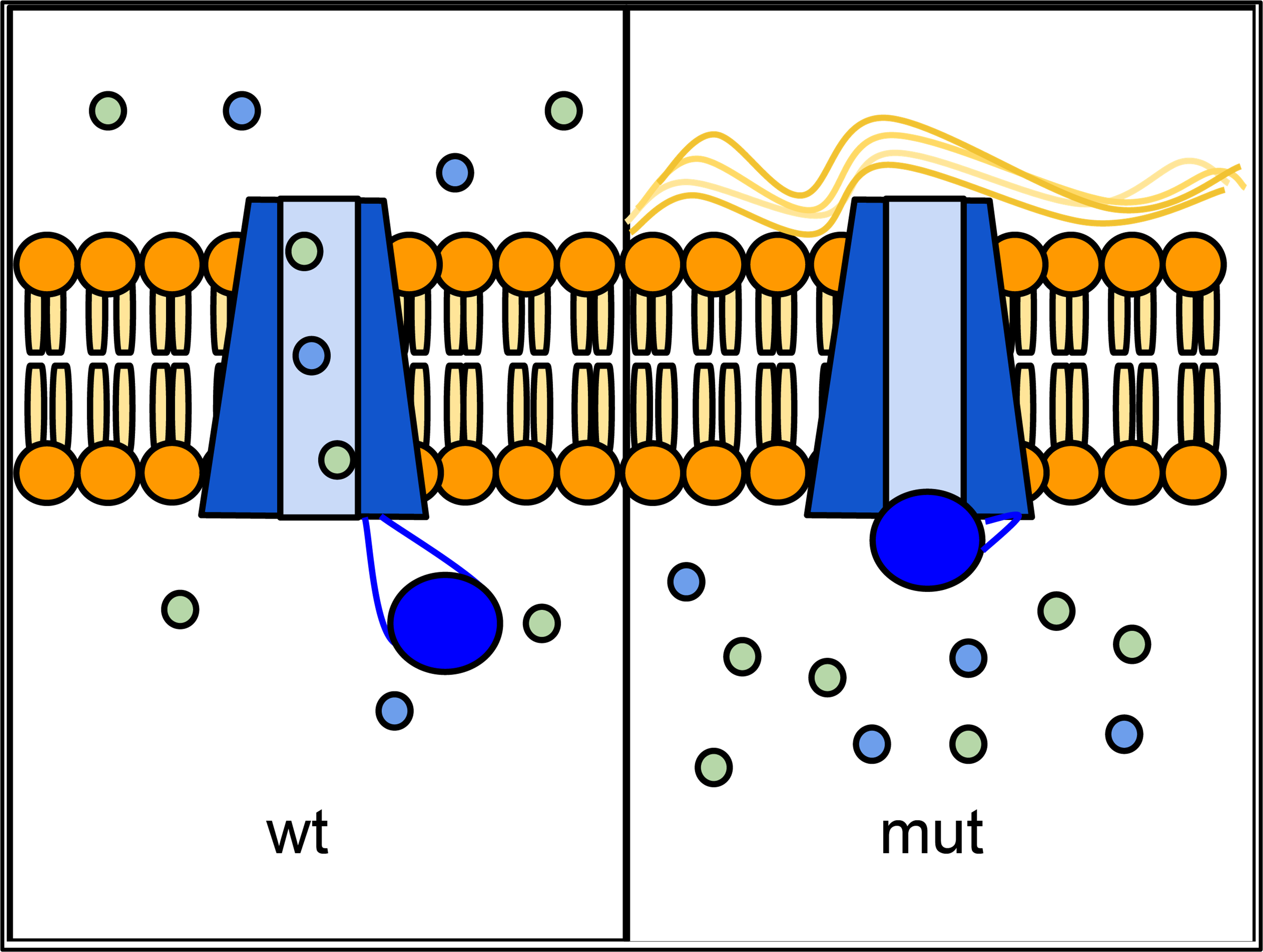 7 6 Cystic Fibrosis In Humans Introduction To Genetics 7 6 Cystic Fibrosis In Humans Introduction To Genetics