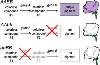 5.2 Complementation Tests and Allelism - Introduction to Genetics