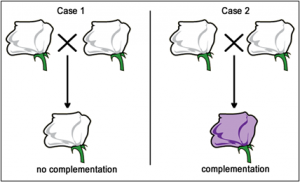 5.2 Complementation Tests and Allelism - Introduction to Genetics