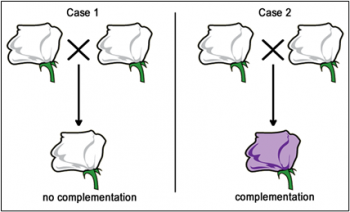 5.2 Complementation Tests and Allelism - Introduction to Genetics