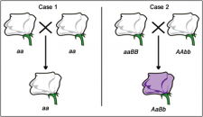 5.2 Complementation Tests and Allelism - Introduction to Genetics