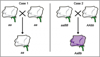 5.2 Complementation Tests and Allelism - Introduction to Genetics