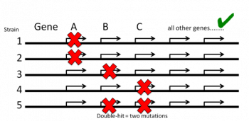 5.3 Complementation Groups = Groups of Allelic Mutations - Introduction ...