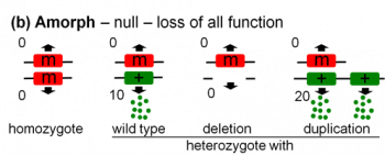 6.8 Muller’s Morphs – Open Genetics