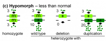 6.8 Muller’s Morphs – Open Genetics