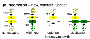 6.8 Muller’s Morphs – Open Genetics