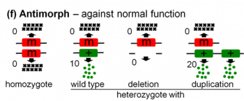 6.8 Muller’s Morphs – Open Genetics