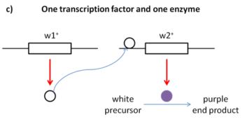 8.3 Epistasis and Other Gene Interactions – Open Genetics