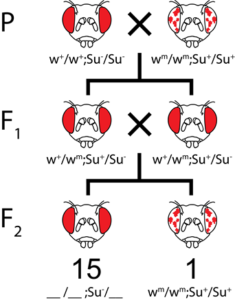 8.3 Epistasis and Other Gene Interactions – Open Genetics