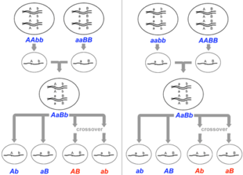 9.3 Recombination and Recombination Frequency - Introduction to Genetics
