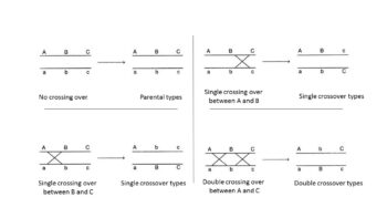 11.2 Genetic Mapping – Introduction to Genetics