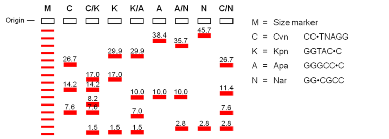 12 4 Physical Maps Introduction To Genetics