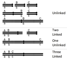11.3 Two-Point and Three-Point Crosses - Introduction to Genetics