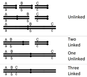 11.3 Two-Point and Three-Point Crosses - Introduction to Genetics