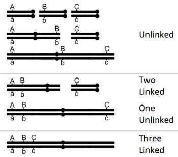 11.3 Two-Point and Three-Point Crosses - Introduction to Genetics